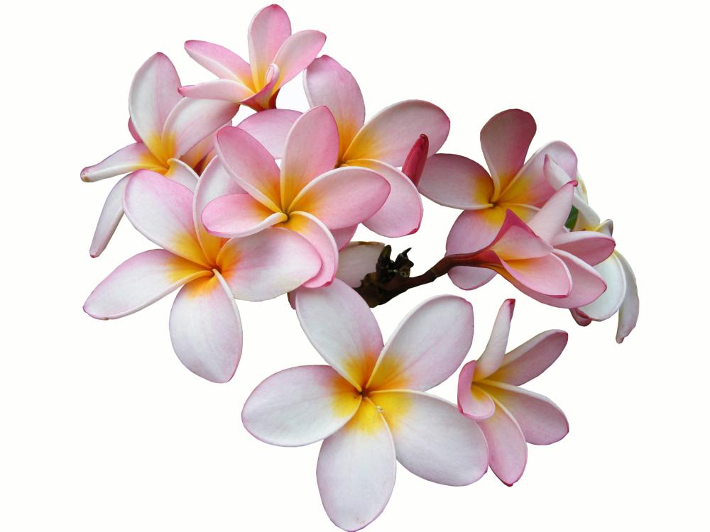 Frangipani Plumeria Flower Wall Decal – Wallmonkeys