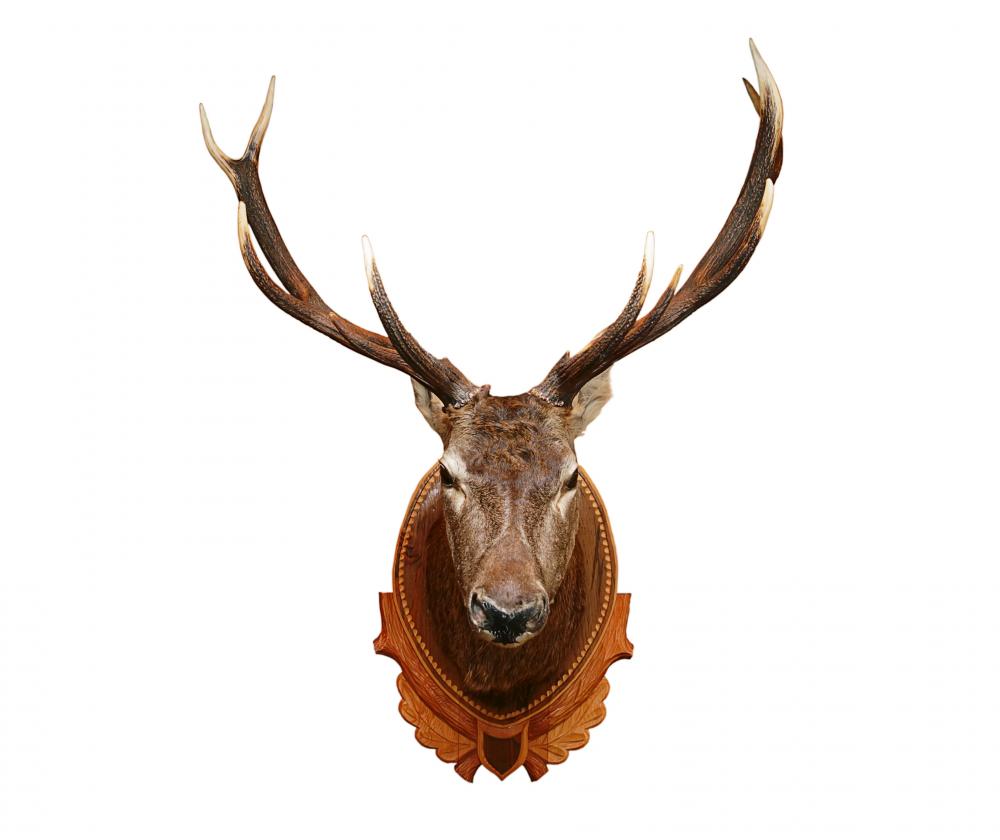 Deer Head White Wall Decal Wallmonkeys deer-head-white-wall-decal-wallmonkeys