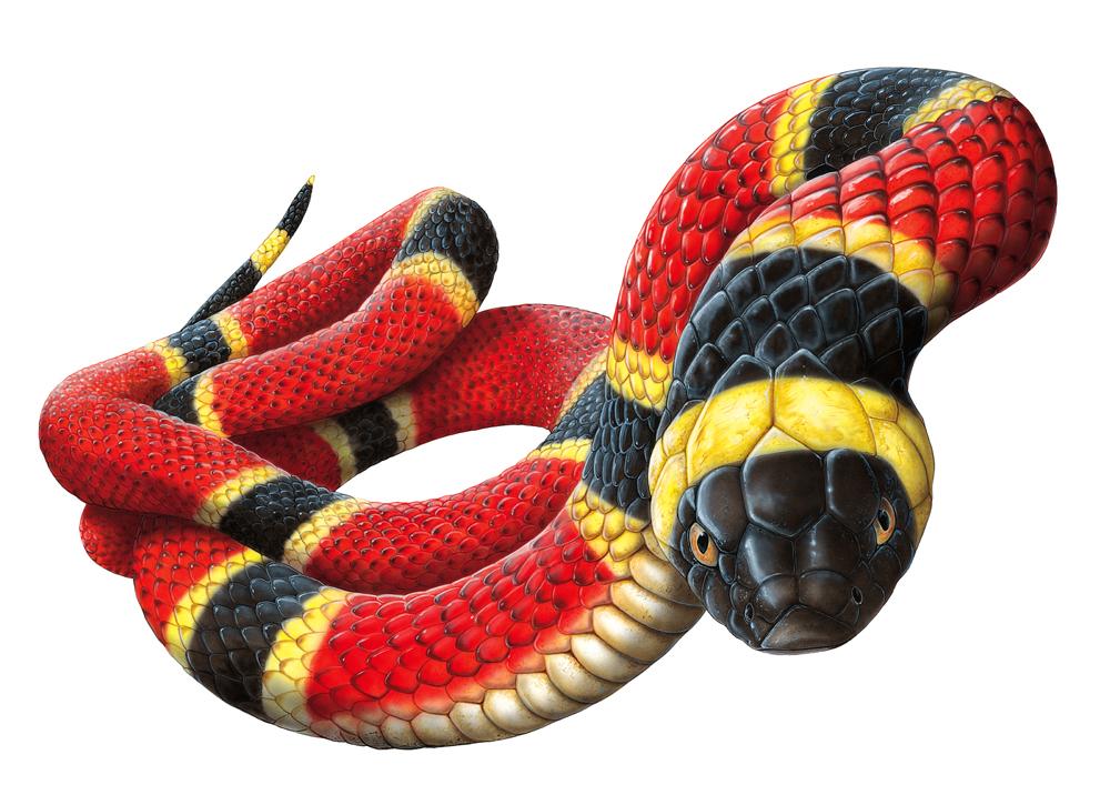 how to draw coral snake
