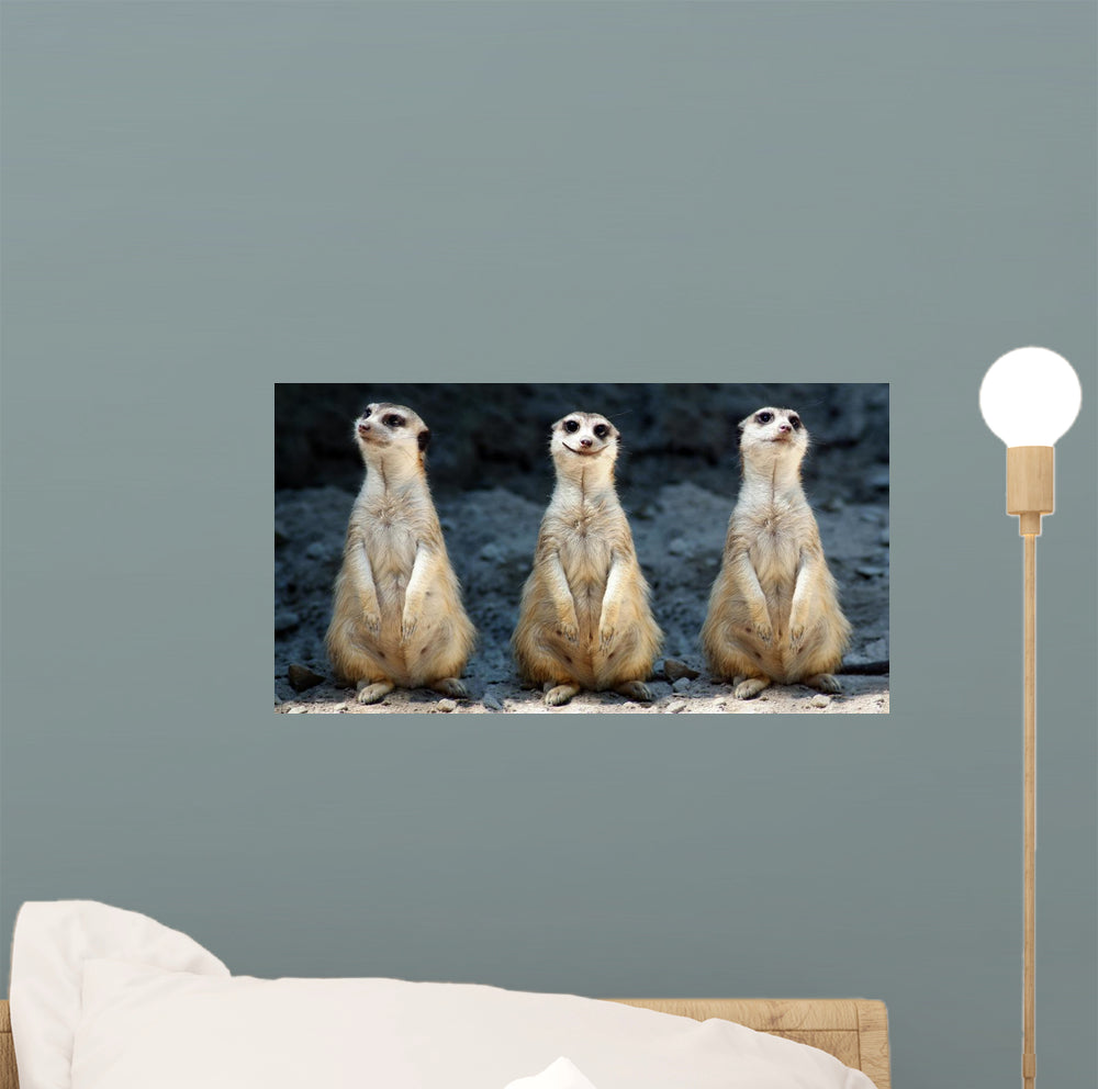 Meerkats Grinning Collage Wall Decal - WallMonkeys.com – Wallmonkeys