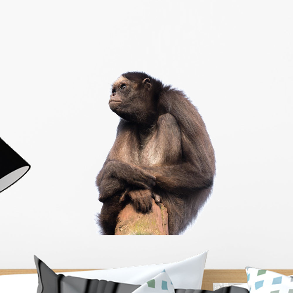 Stern Spider Monkey Wall Decal - WallMonkeys.com – Wallmonkeys