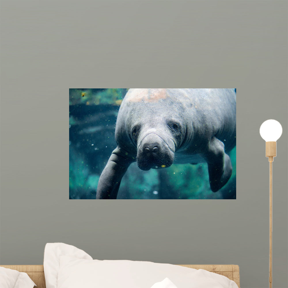 Up Portrait Manatee Wall Decal - WallMonkeys.com – Wallmonkeys