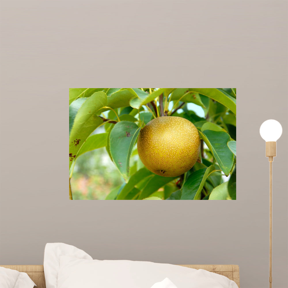 Olympic Asian Pear Tree Wall Mural – Wallmonkeys