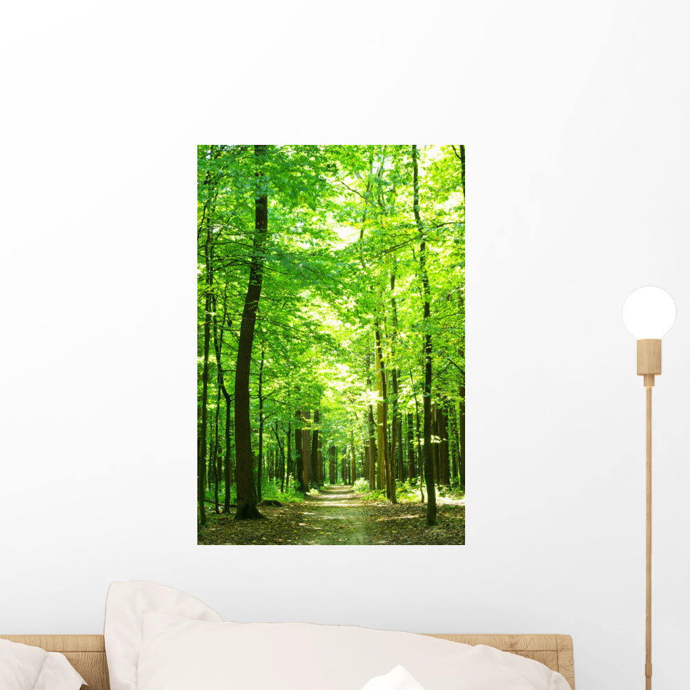 Green Forest Path Wall Mural – Wallmonkeys