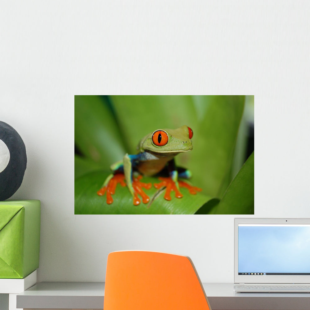 Frog Wall Mural – Wallmonkeys