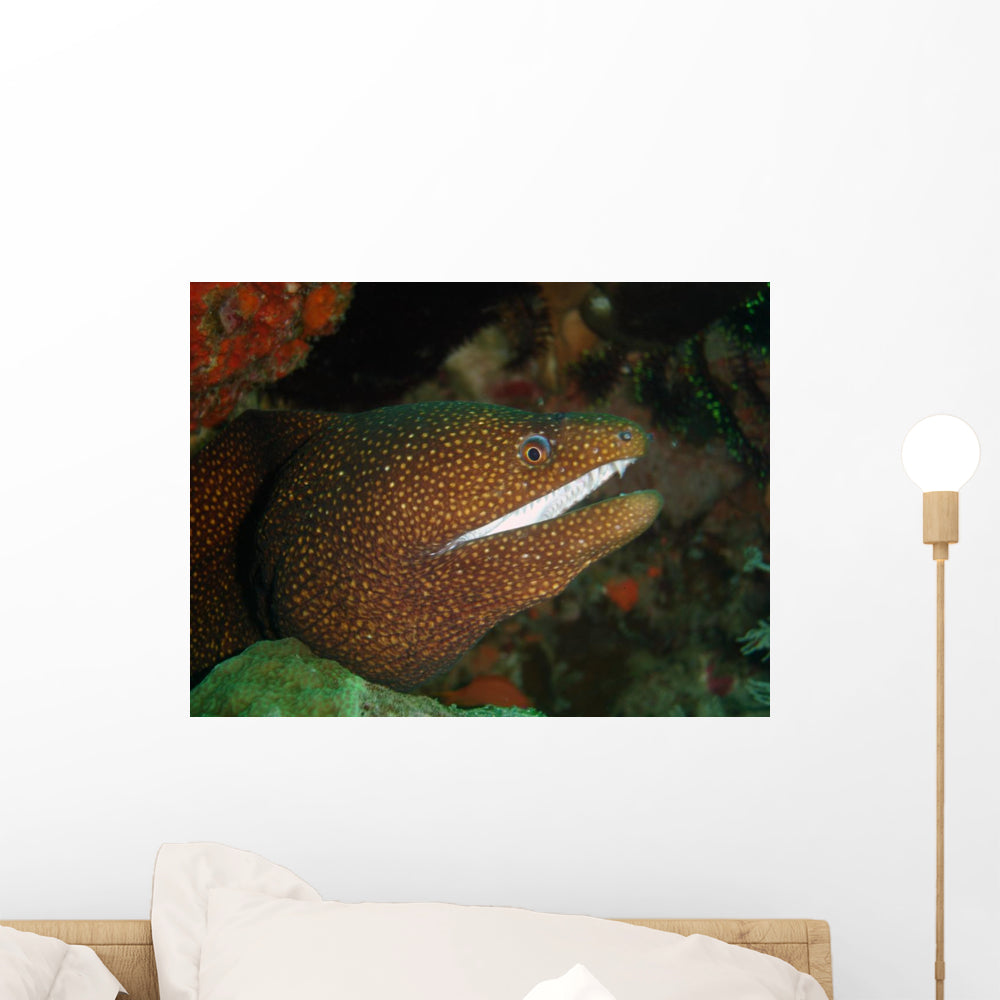 Moray Eel Wall Mural – Wallmonkeys