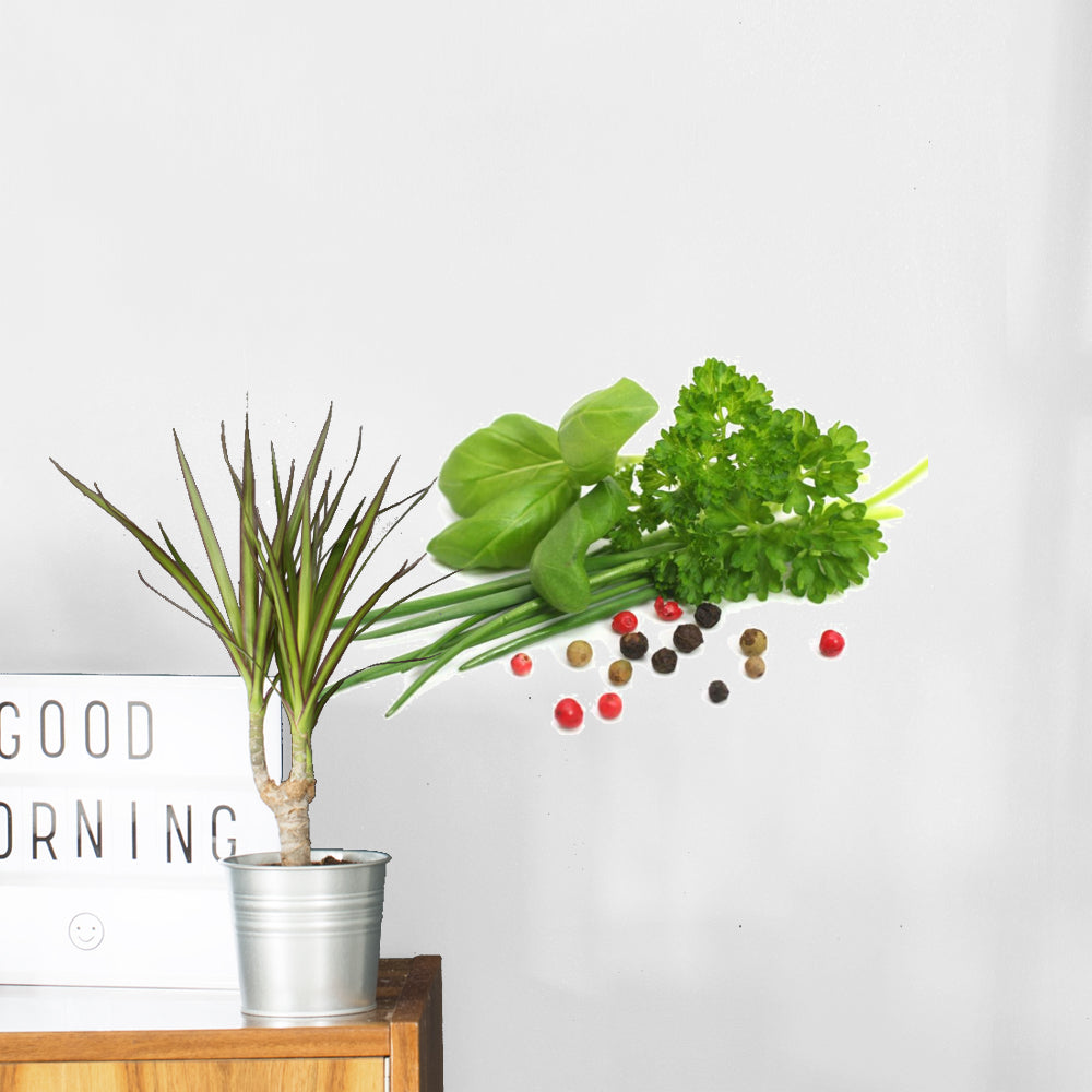 Herbs Wall Decal – Wallmonkeys