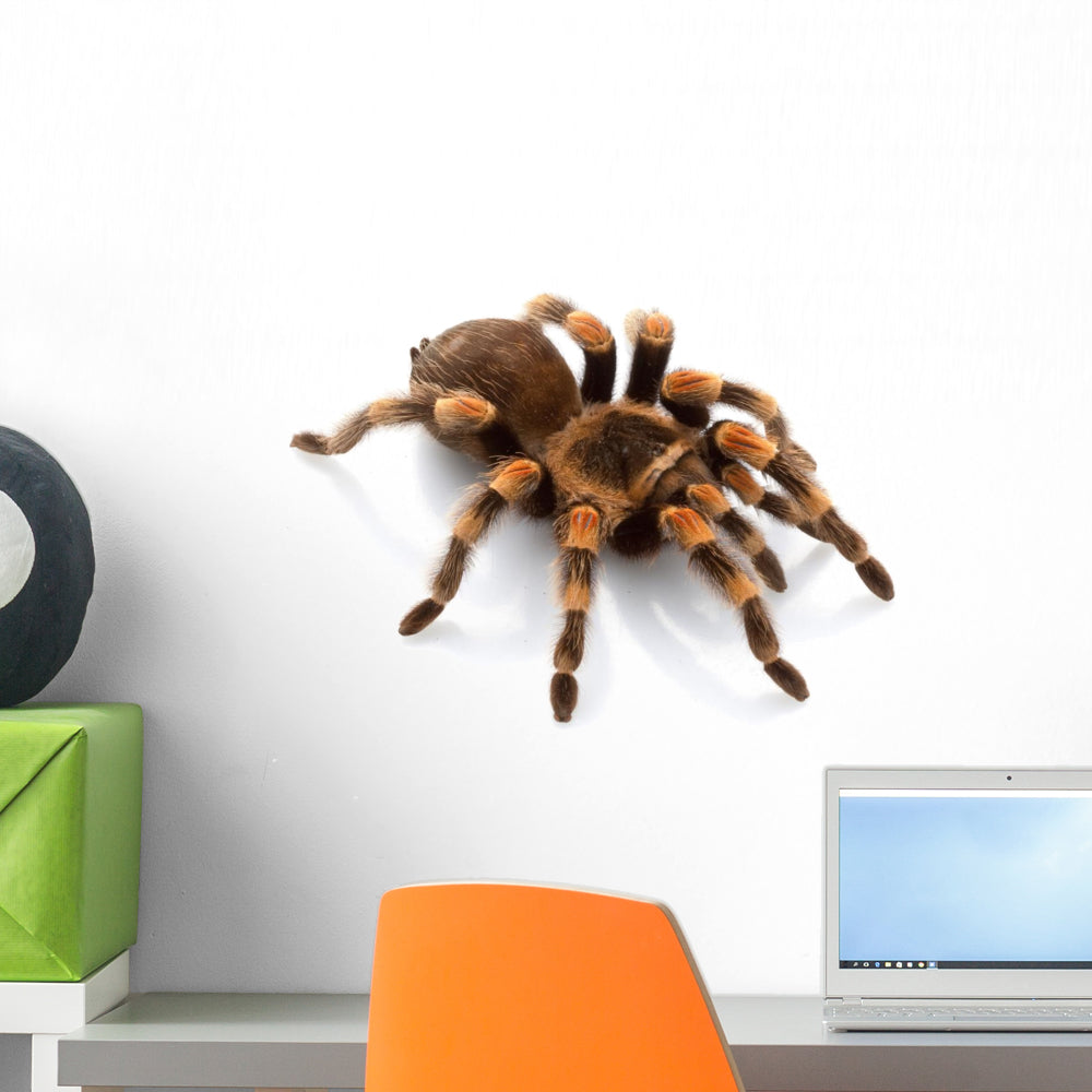 Mexican Redknee Tarantula Wall Decal – Wallmonkeys