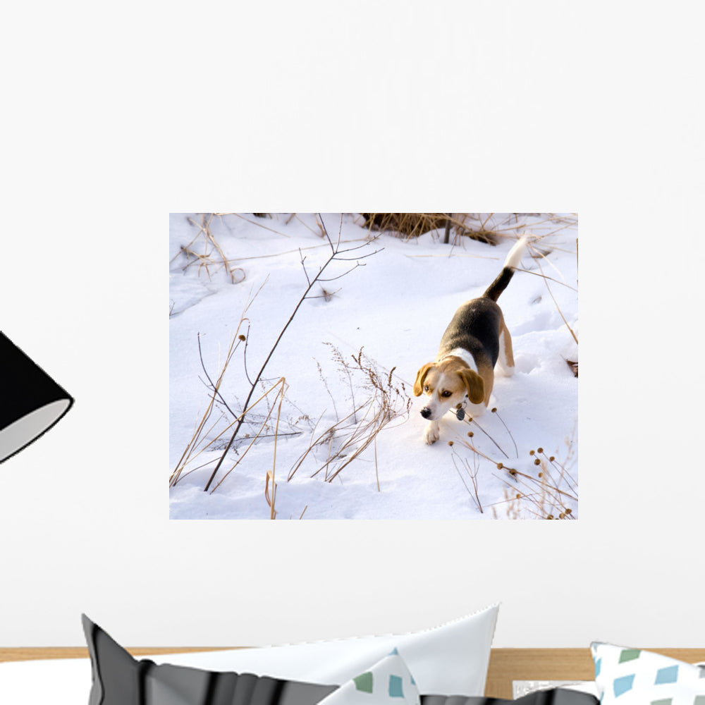 Beagle Hunting Rabbit Snow Wall Mural – Wallmonkeys