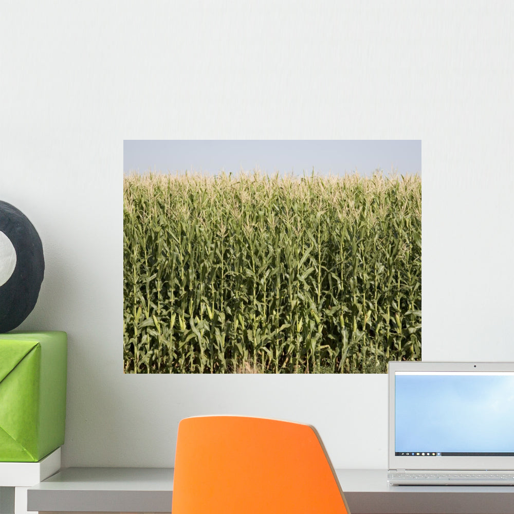 Colorado Corn Harvest Wall Mural – Wallmonkeys