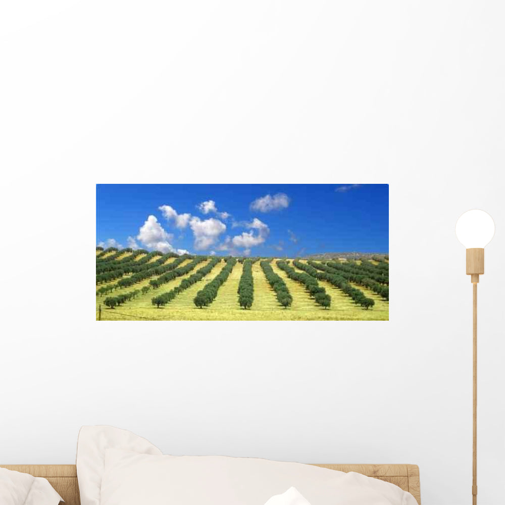 Olive Trees Field Wall Decal - WallMonkeys.com – Wallmonkeys