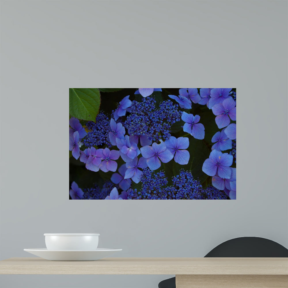 Blue Hydrangea Wall Mural – Wallmonkeys