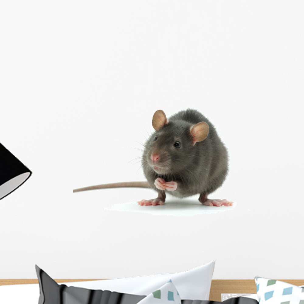 Rat Wall Decal – Wallmonkeys