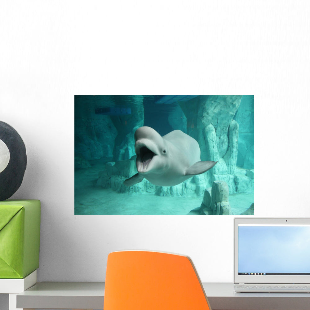 Beluga Wall Mural – Wallmonkeys
