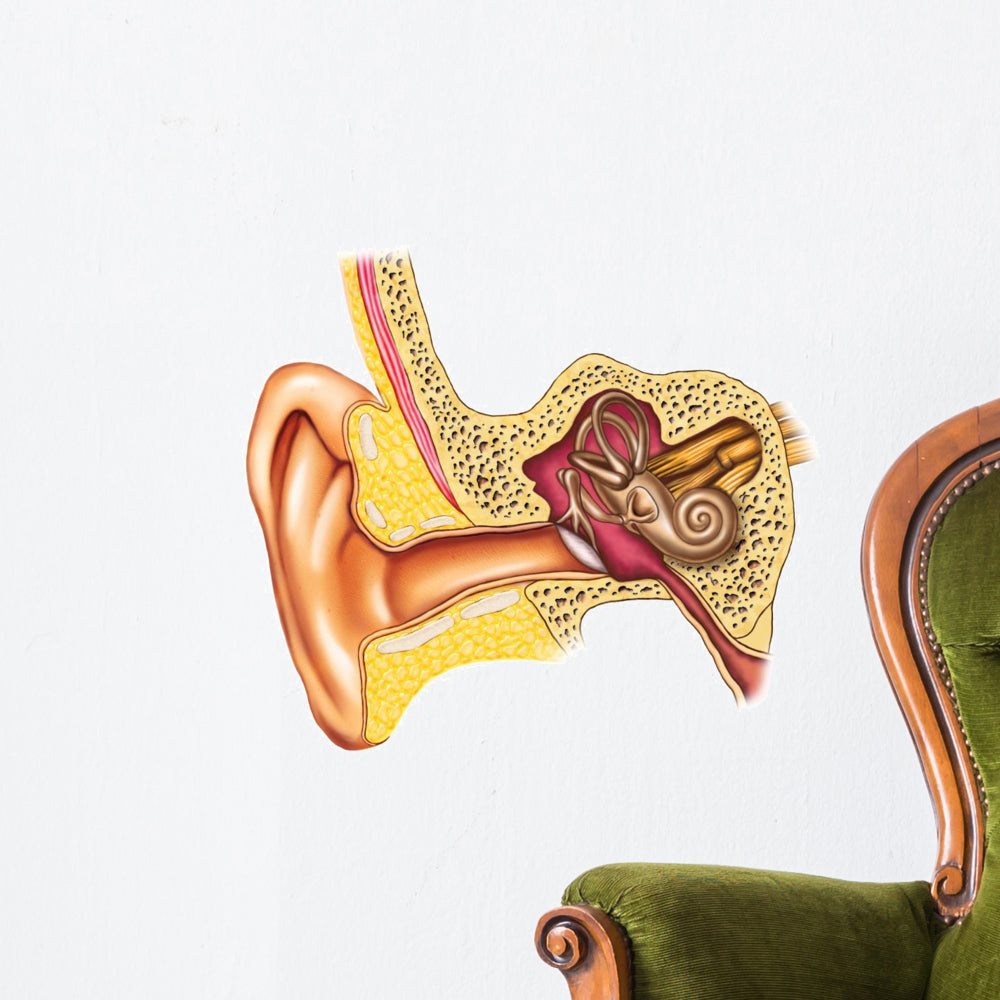 Ear Anatomy Wall Decal – Wallmonkeys
