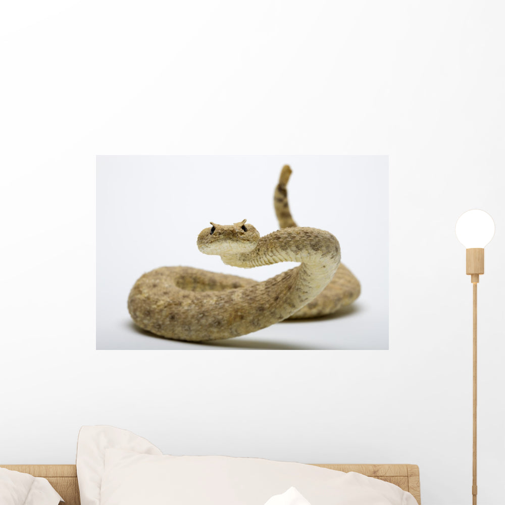 Rattlesnake Wall Decal – Wallmonkeys