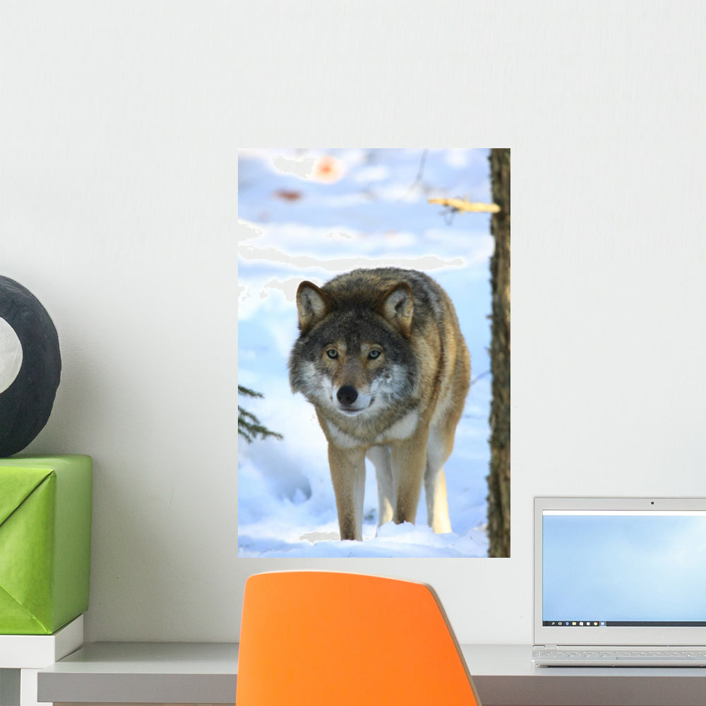 Wolf Wall Mural – Wallmonkeys