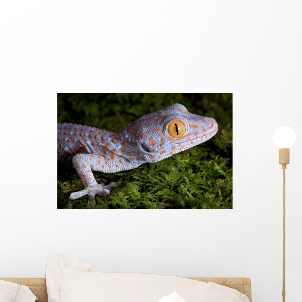 Tokay Gecko up Wall Mural – Wallmonkeys