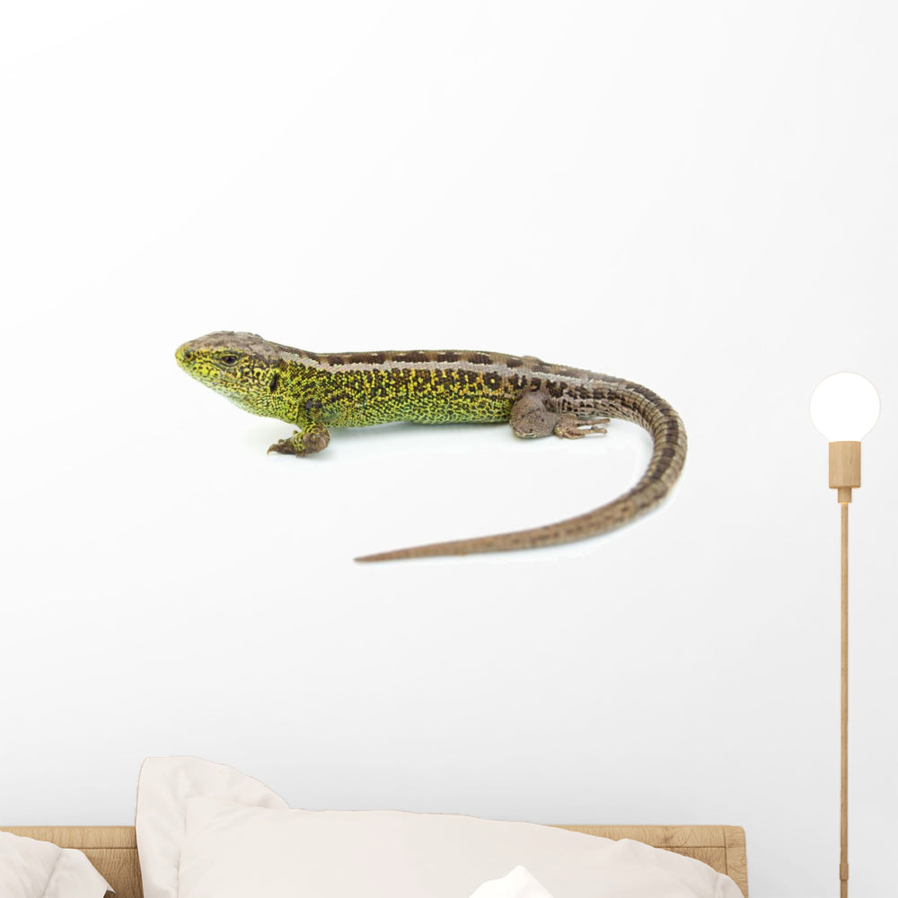 Lizard Wall Decal - WallMonkeys.com – Wallmonkeys