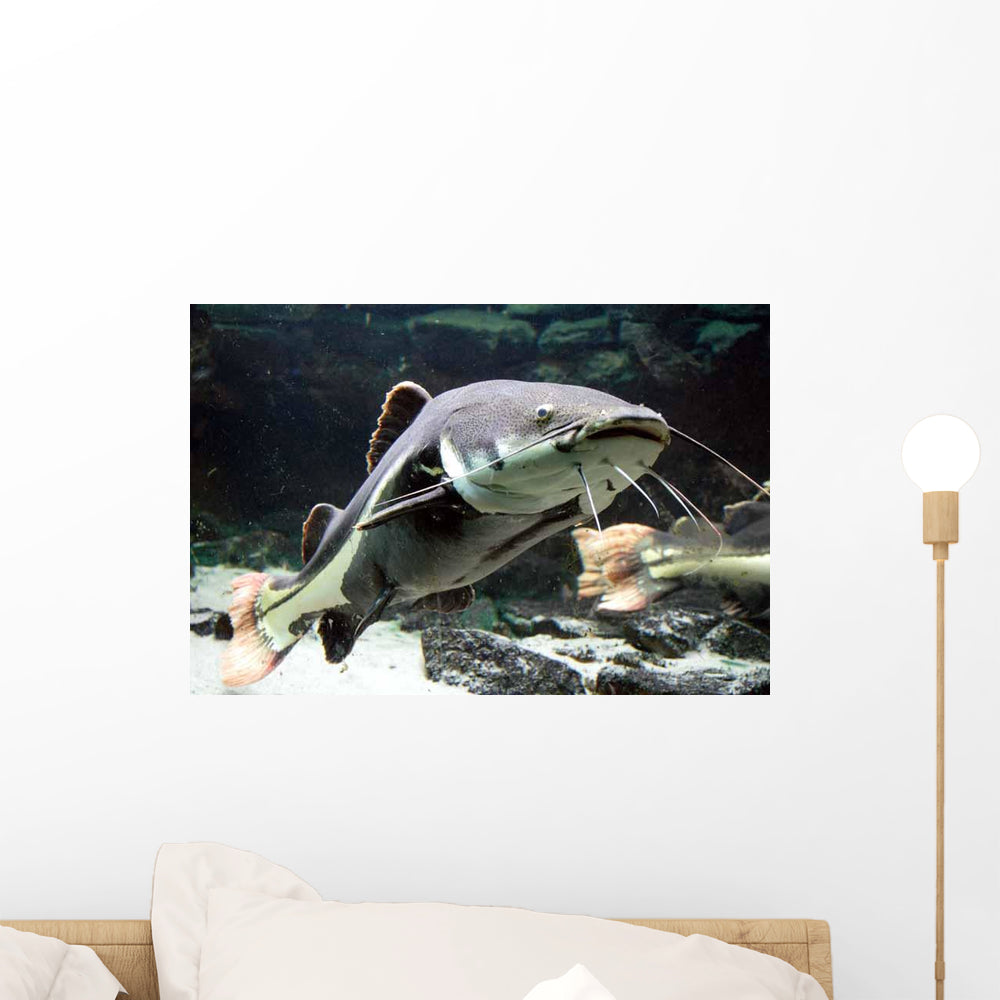 Big Catfish Wall Decal - WallMonkeys.com – Wallmonkeys