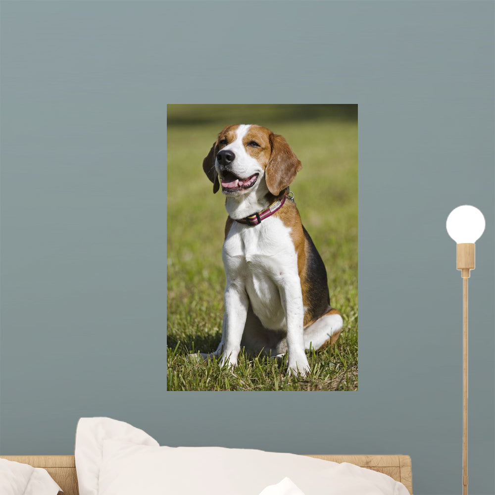 Beagle Wall Decal - WallMonkeys.com – Wallmonkeys