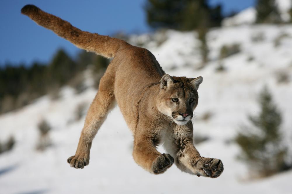 Mountain Lion Pouncing