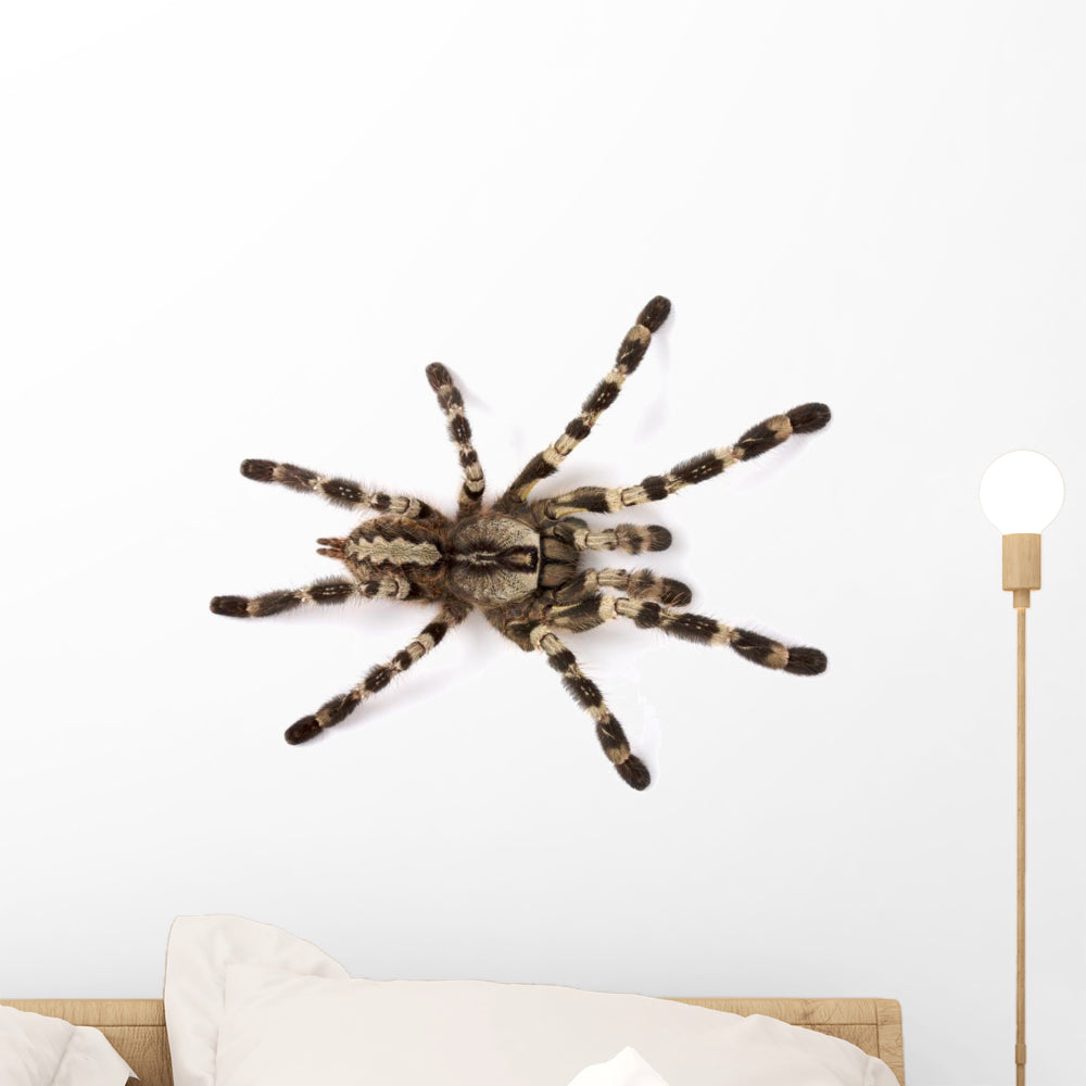 Spider Wall Decal - WallMonkeys.com – Wallmonkeys