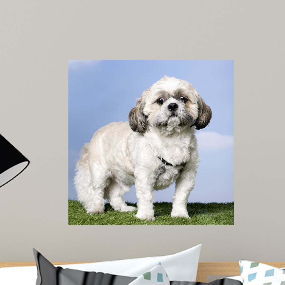 Shih Tzu 5 Years Wall Mural – Wallmonkeys