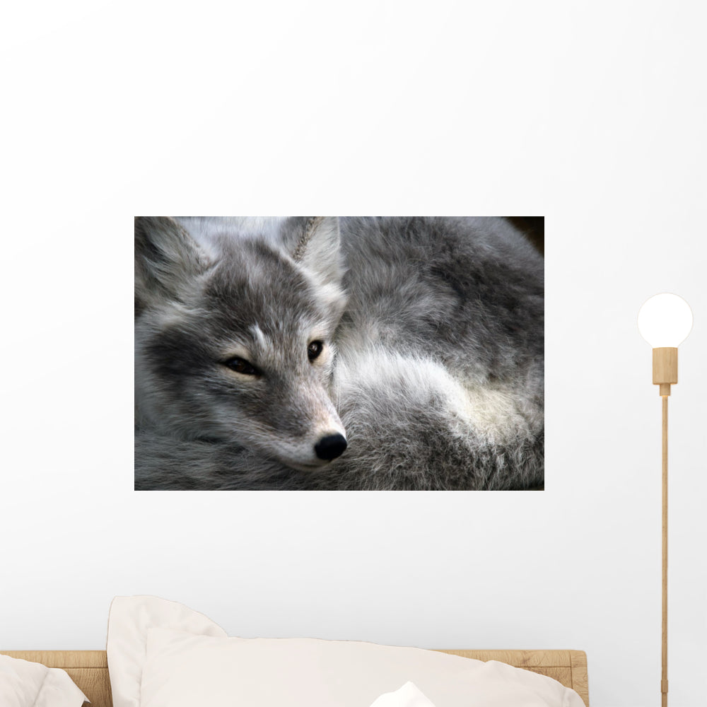 Arctic Fox Wall Mural – Wallmonkeys