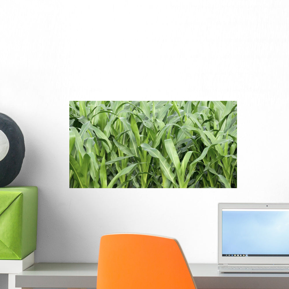 Fields Corn Wall Mural – Wallmonkeys
