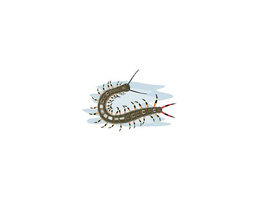Centipede Wall Decal - WallMonkeys.com – Wallmonkeys