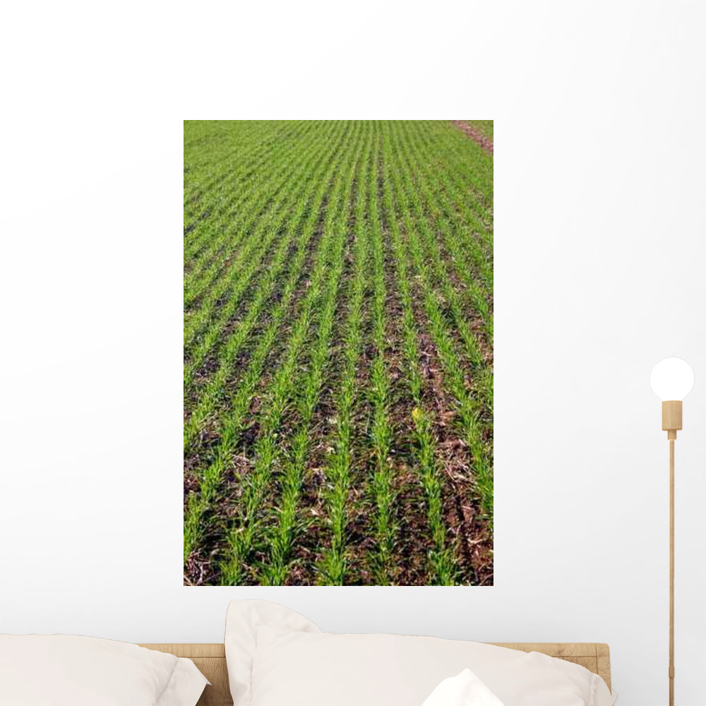 Field Lines Wall Decal Design 3 - WallMonkeys.com – Wallmonkeys