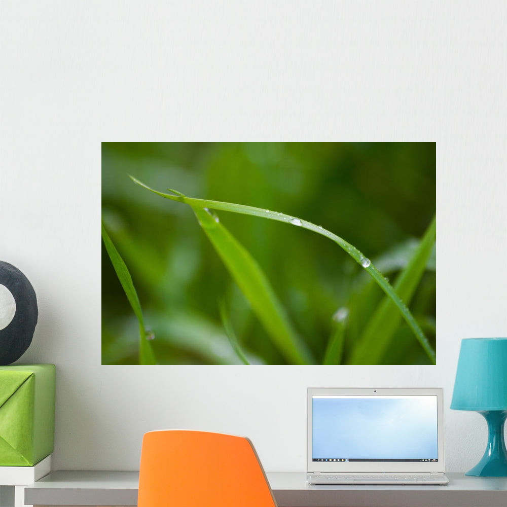 Grass Wall Mural – Wallmonkeys