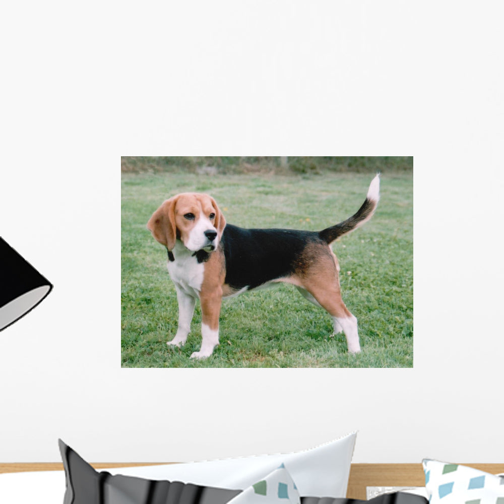 Beagle 1 Wall Mural – Wallmonkeys