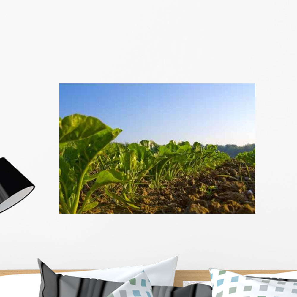 Sowing Sugar Beets Wall Decal - WallMonkeys.com – Wallmonkeys