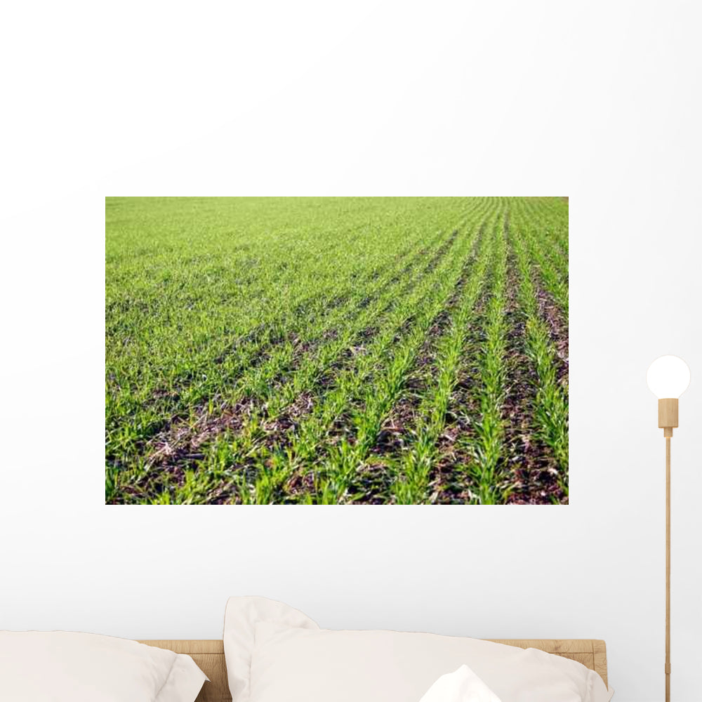 Field Lines Wall Mural – Wallmonkeys
