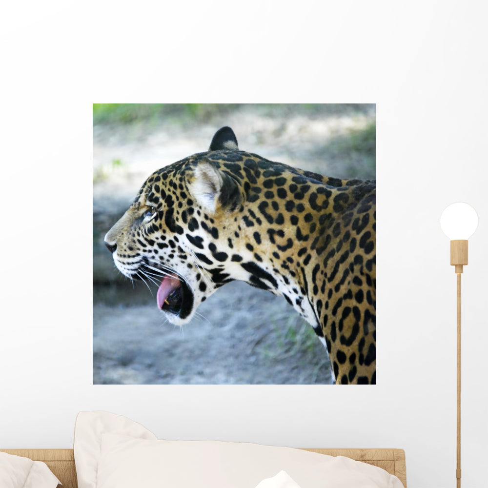 Jaguar Wall Mural – Wallmonkeys