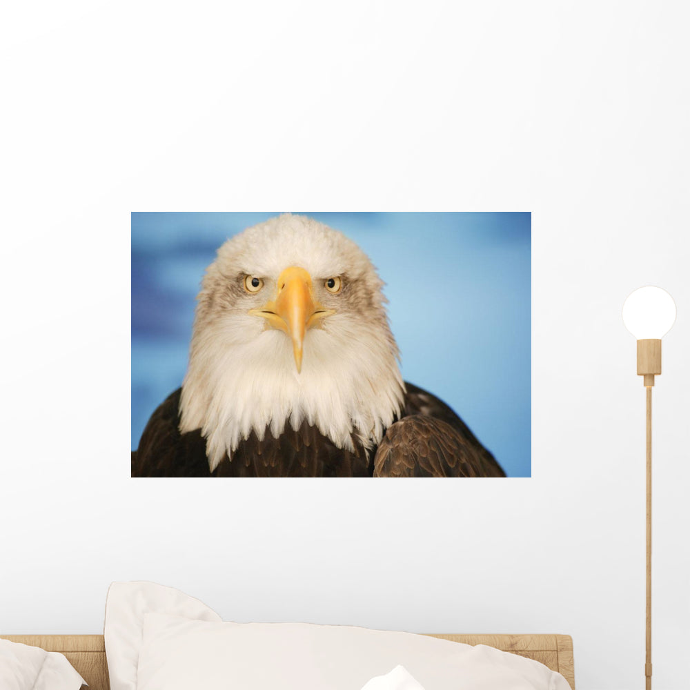 Portrait Bald Eagle Wall Mural – Wallmonkeys