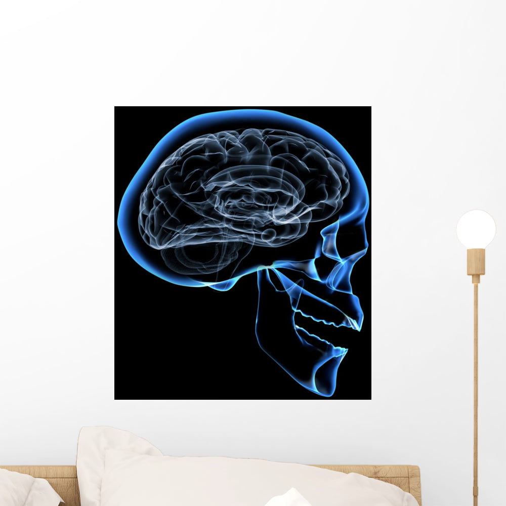 Human Brain Wall Mural – Wallmonkeys