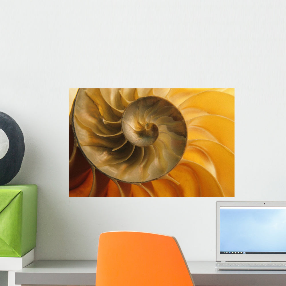 Inside Nautilus Shell Wall Mural – Wallmonkeys