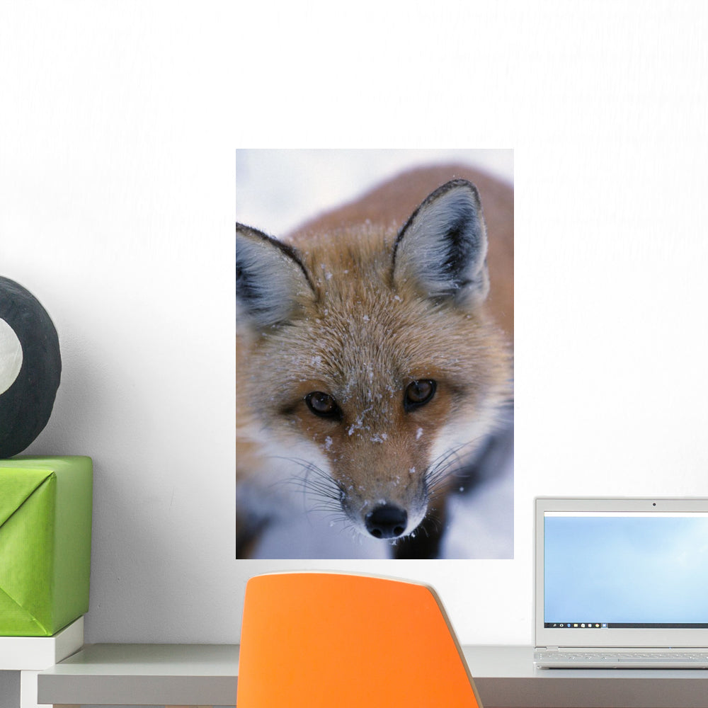Portrait Adult Red Fox Wall Mural – Wallmonkeys
