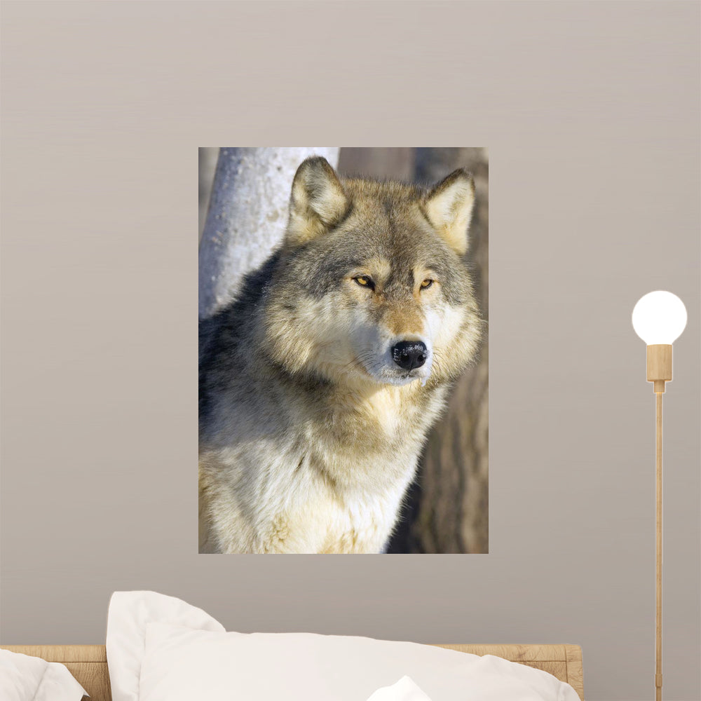 Timber Wolf Wall Mural – Wallmonkeys