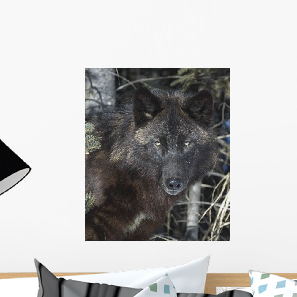 Black Timber Wolf Wall Mural – Wallmonkeys
