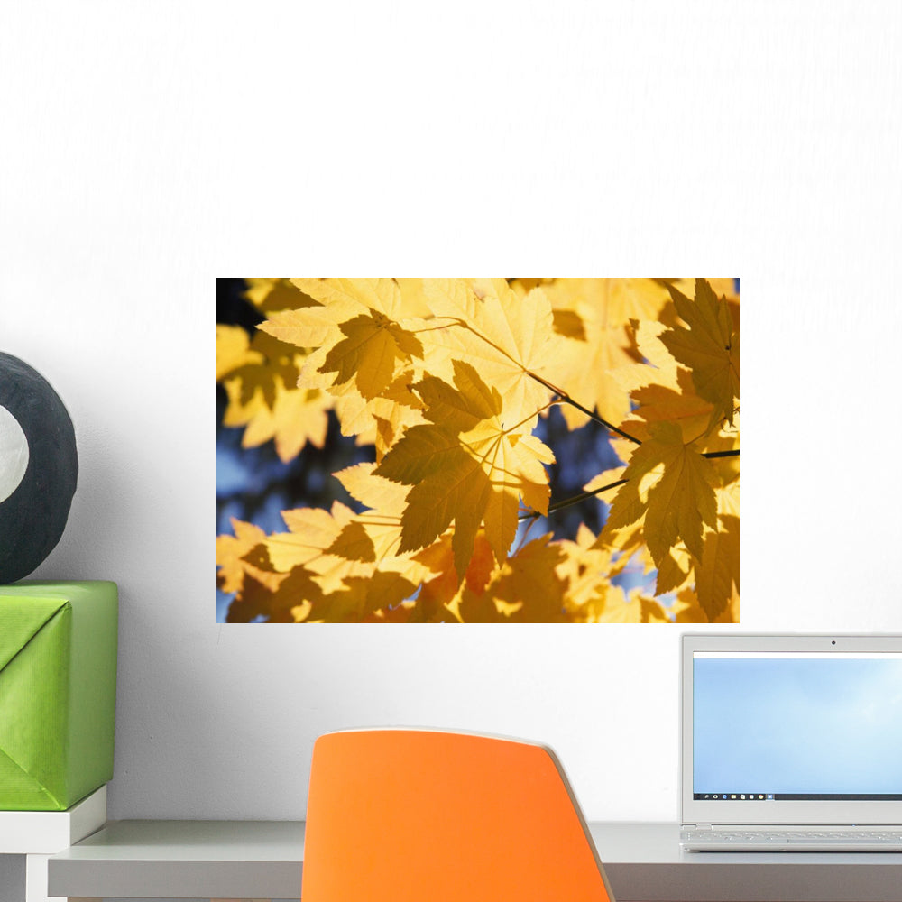 Vine Maples Leaves Autumn Wall Mural – Wallmonkeys