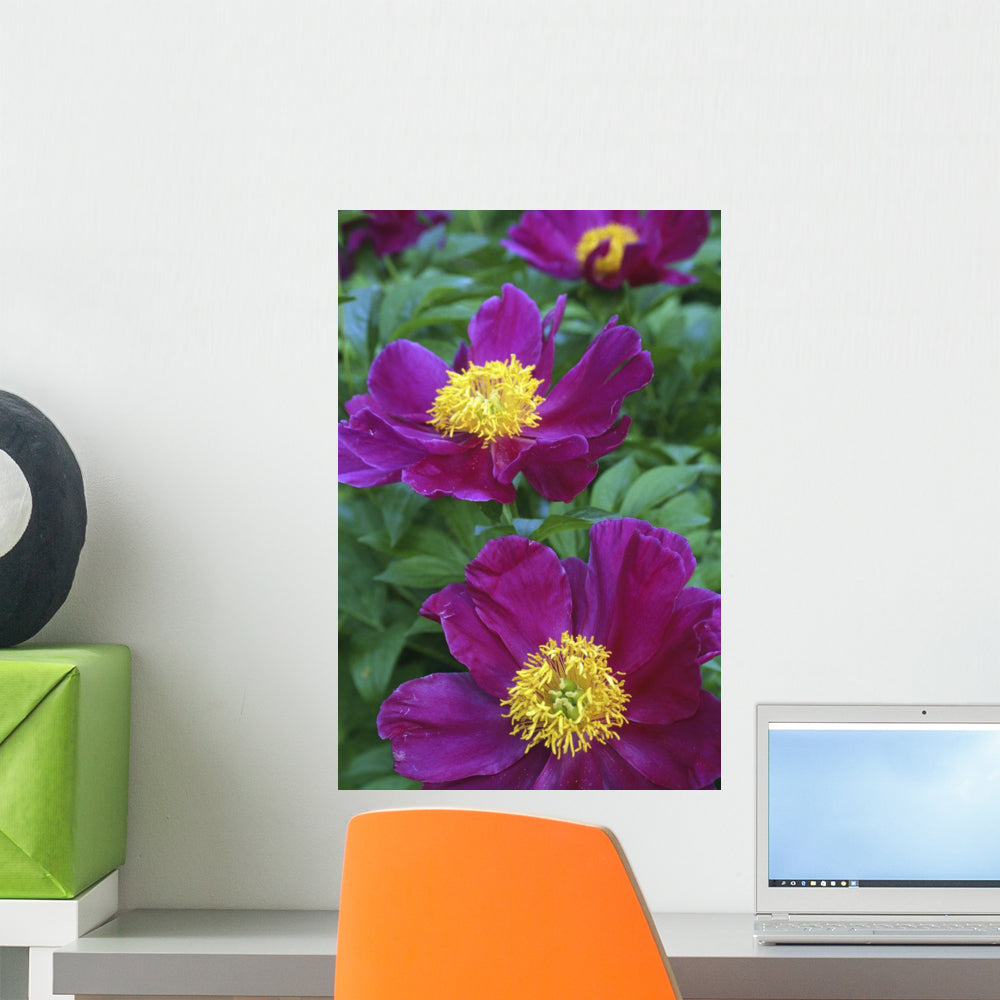 Pianese Flowers Wall Mural – Wallmonkeys