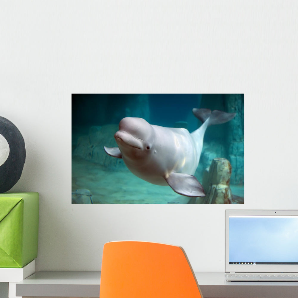 Beluga Whale Wall Mural – Wallmonkeys