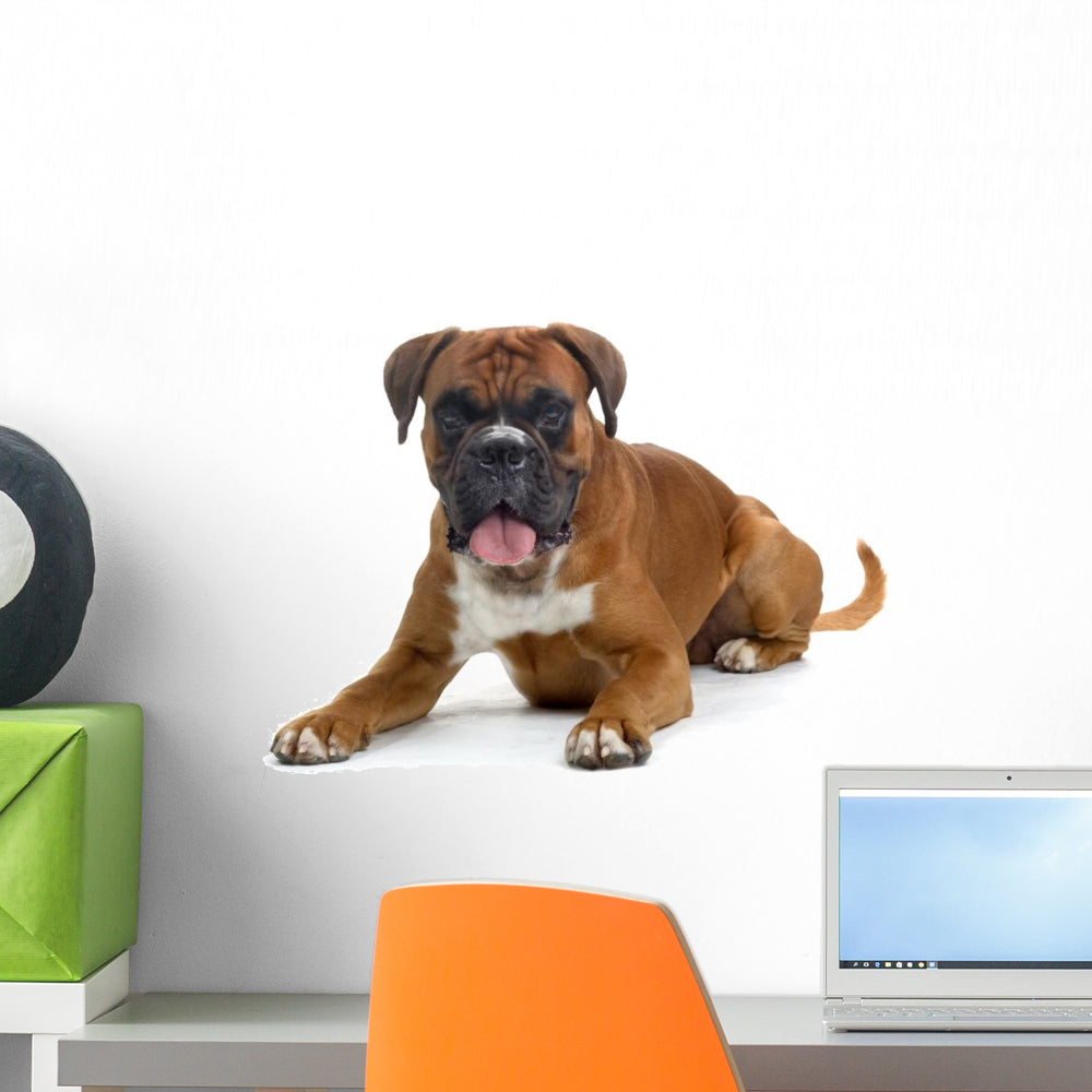 Brown Boxer Wall Decal – Wallmonkeys