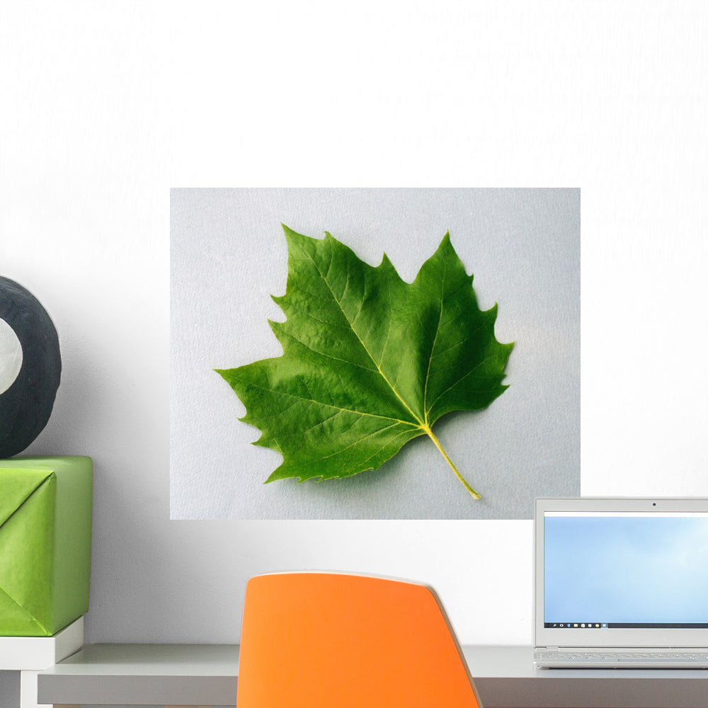 Maple Leaf Wall Mural – Wallmonkeys