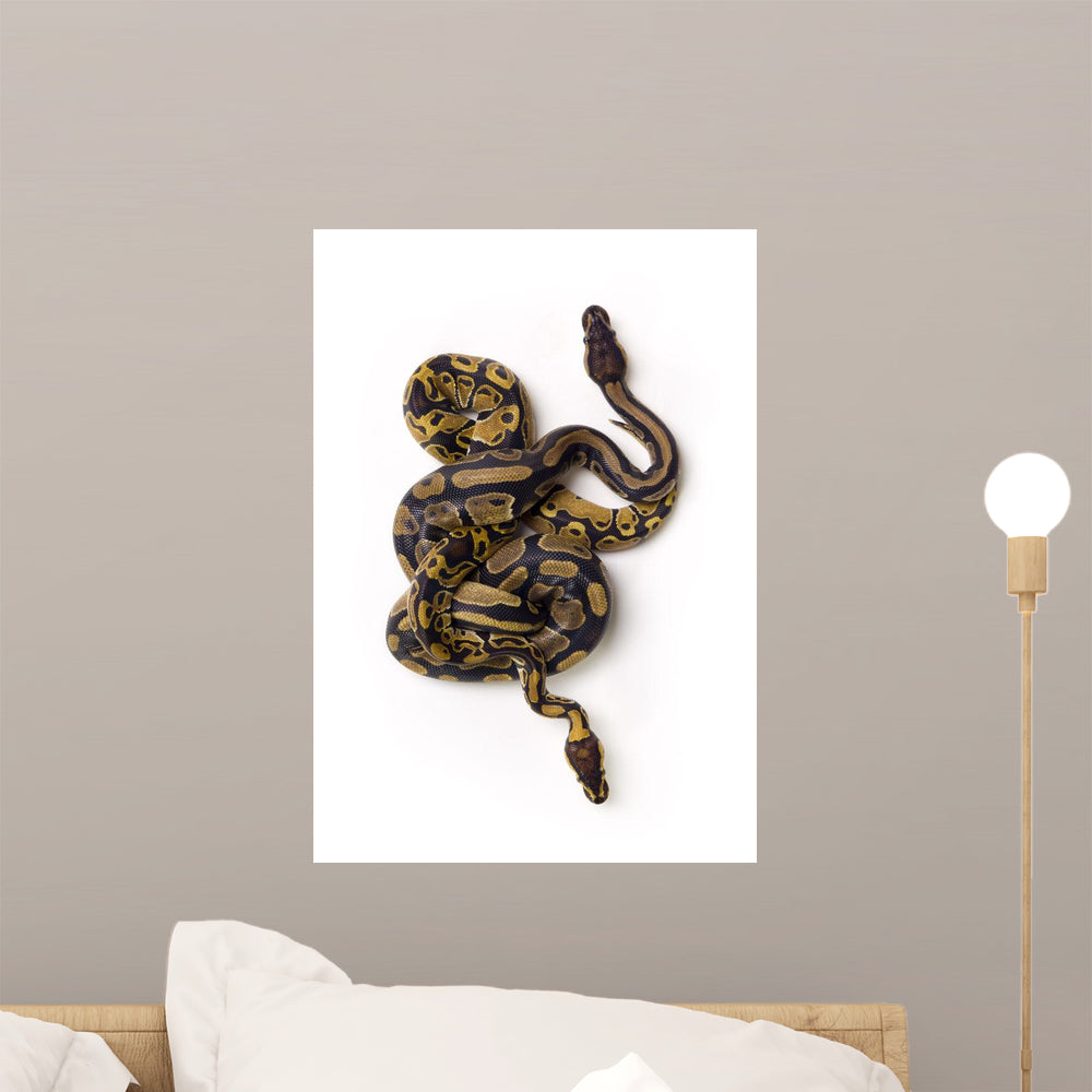 Two Ball Python Snakes Wall Mural – Wallmonkeys
