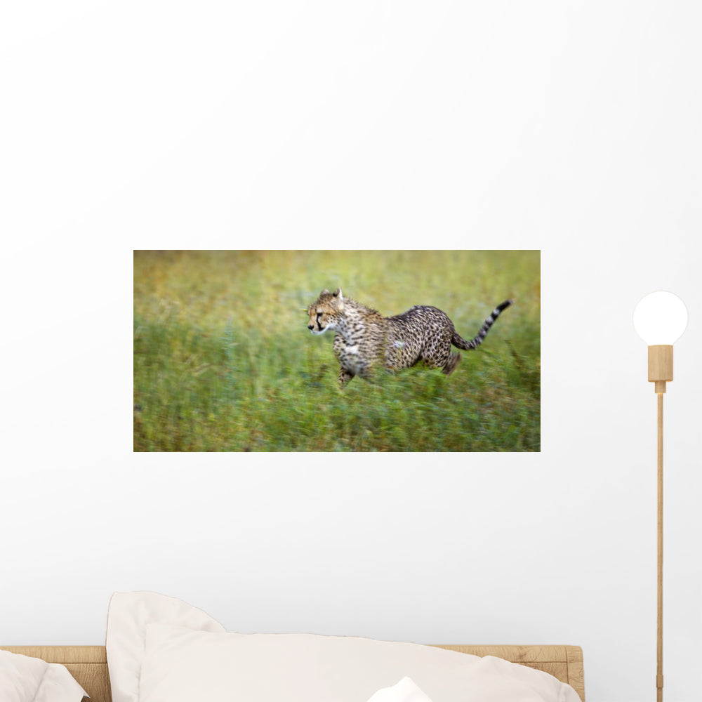 Cheetah Wall Mural – Wallmonkeys